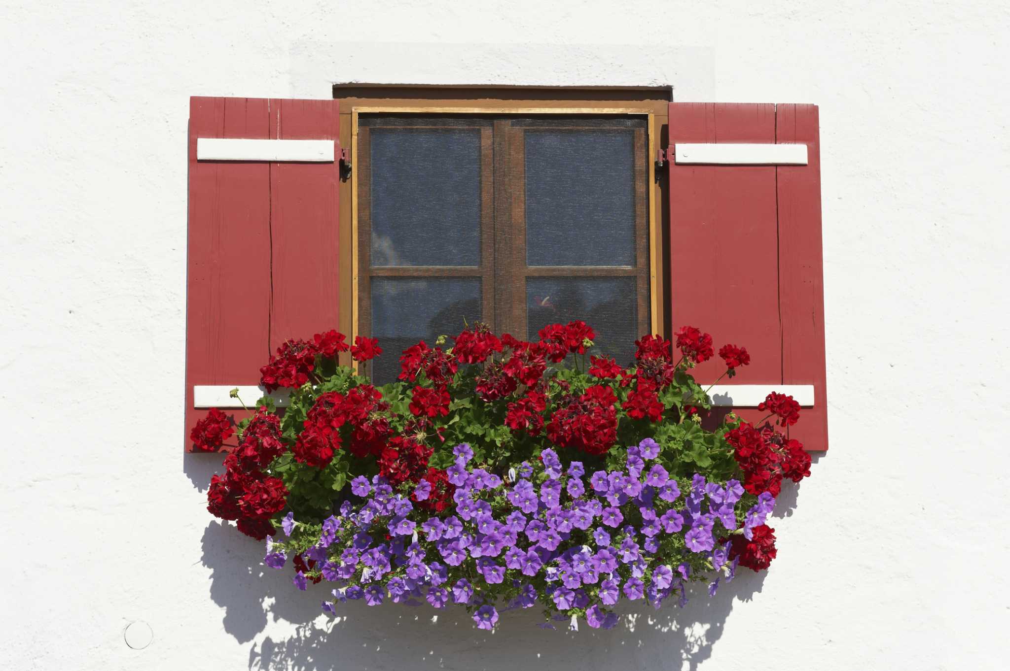What Color Should I Paint My Window Boxes?