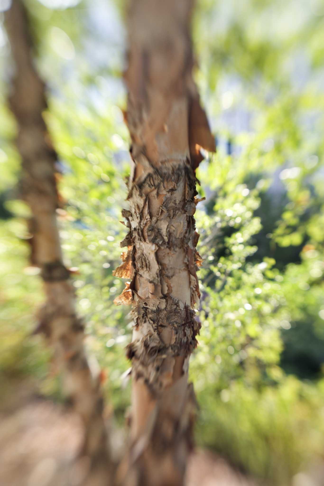 Fastest Way to Kill Trees