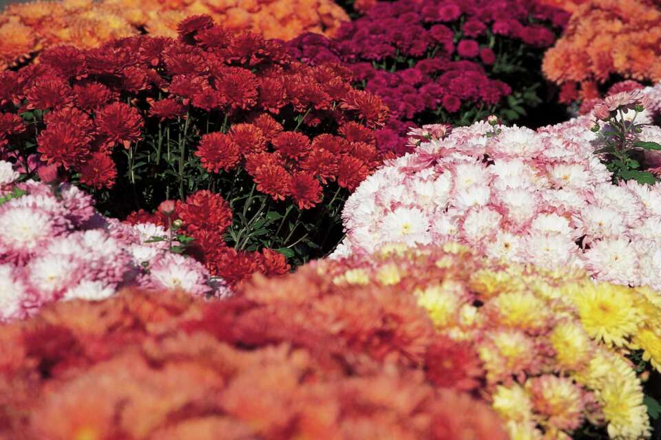 How to Trim Mum Plants for More Roundness