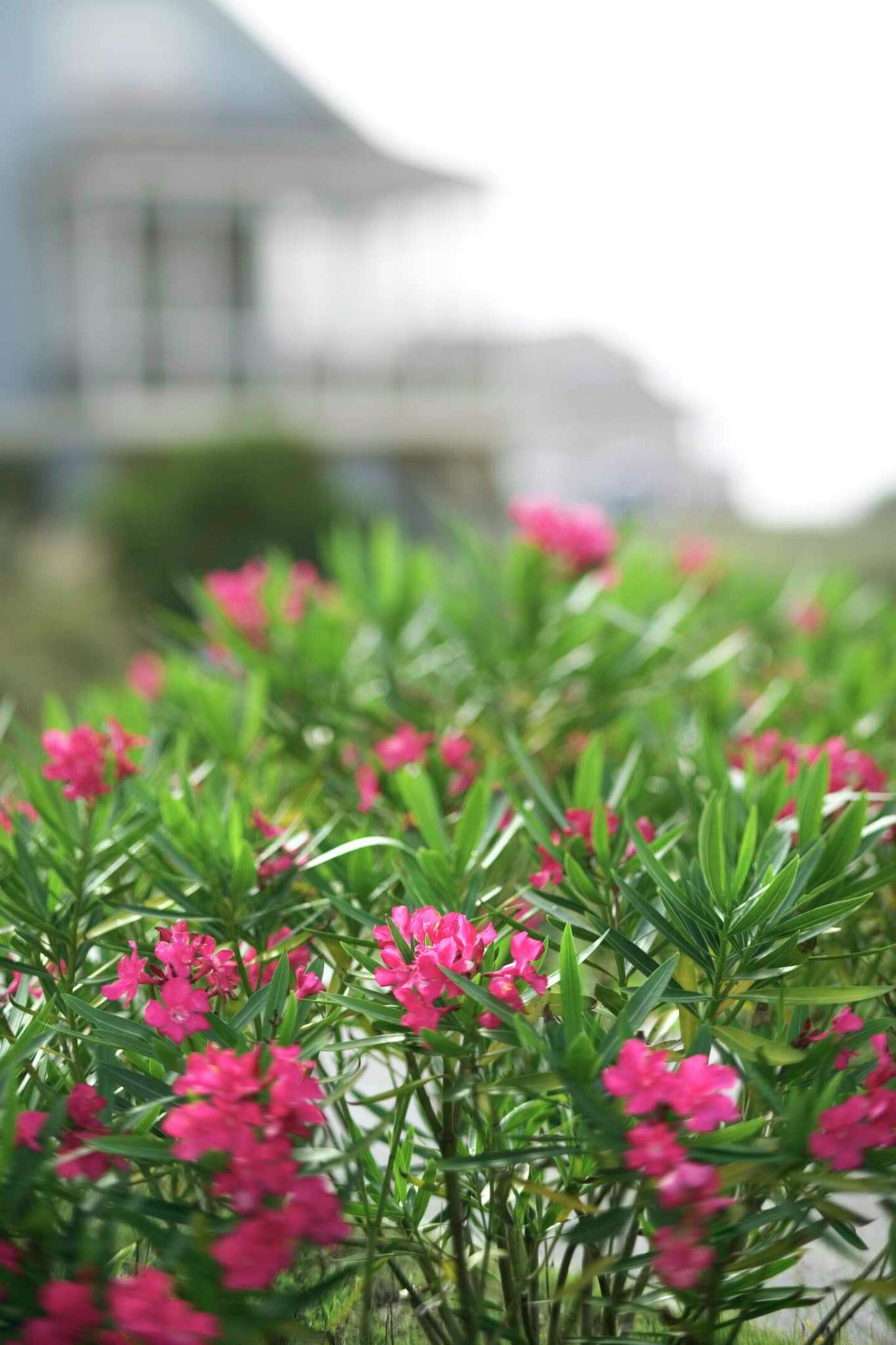 How to Grow Oleanders From Seed