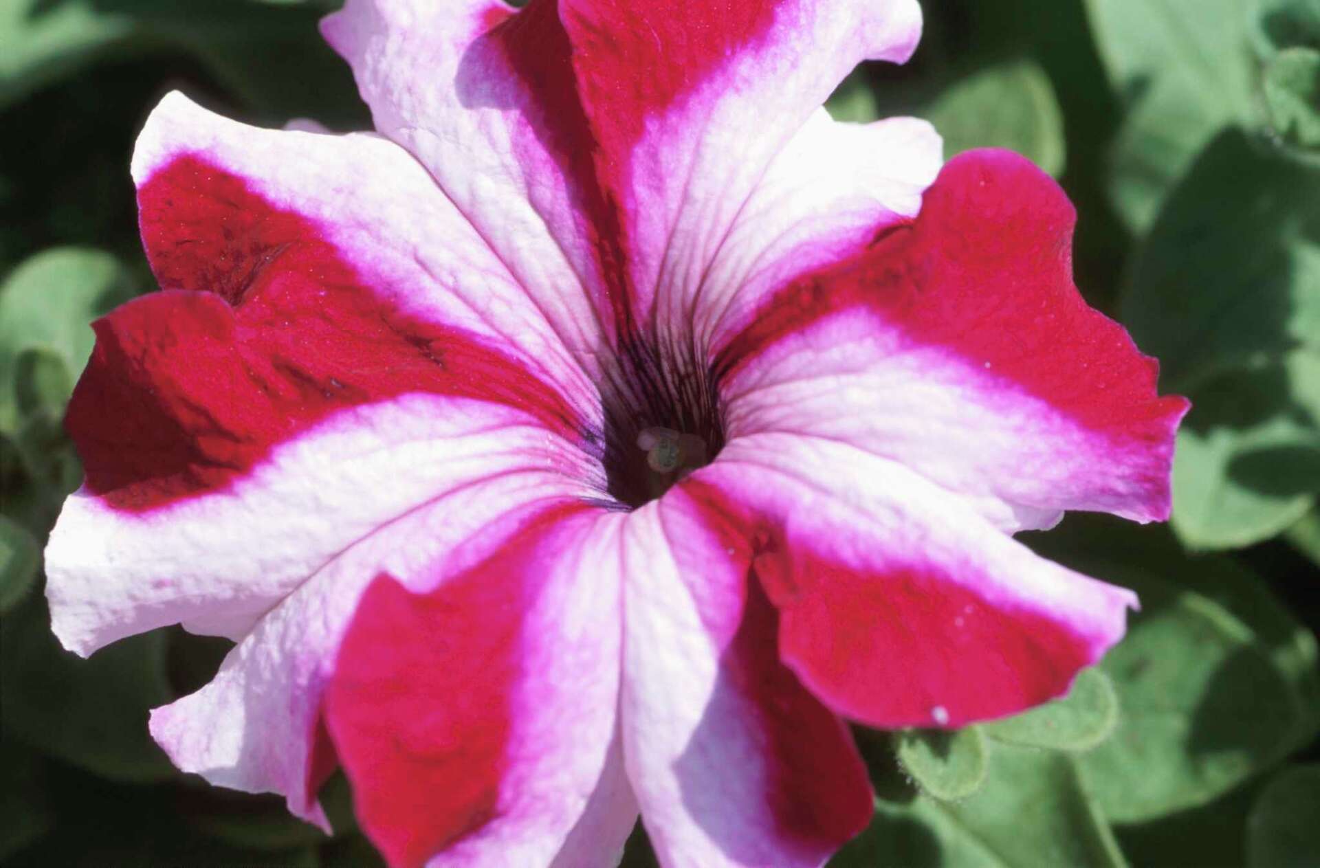 Colors of Petunias