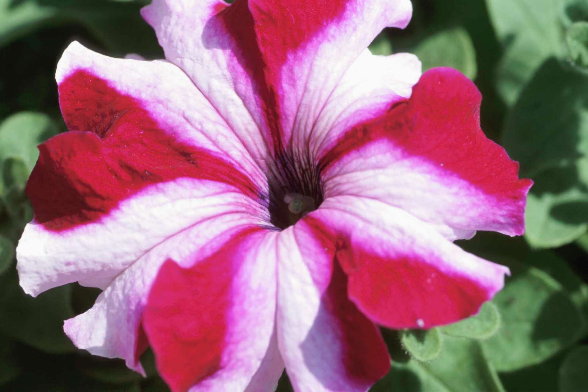 The Reproductive Characteristics of a Petunia