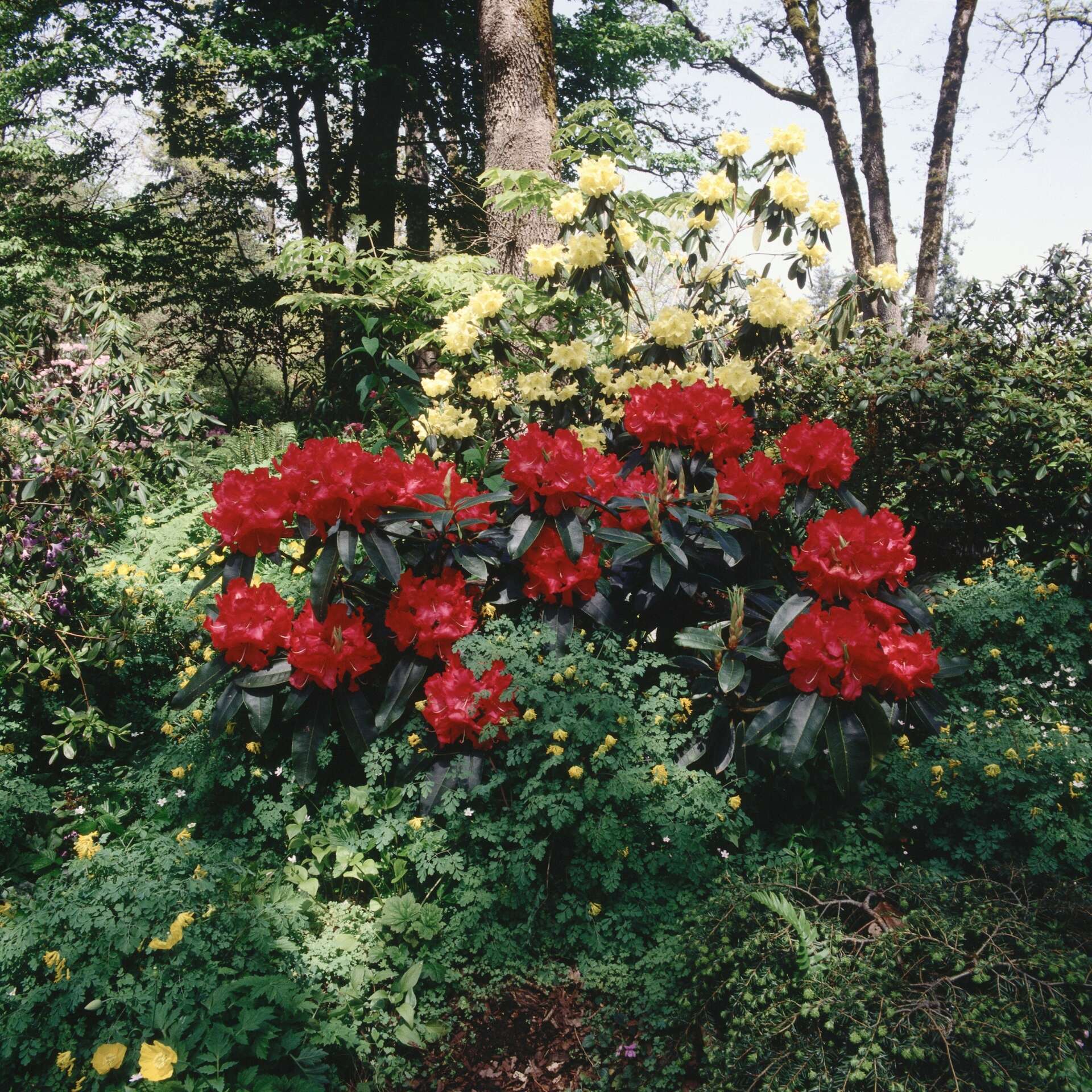 Colors of Rhododendron