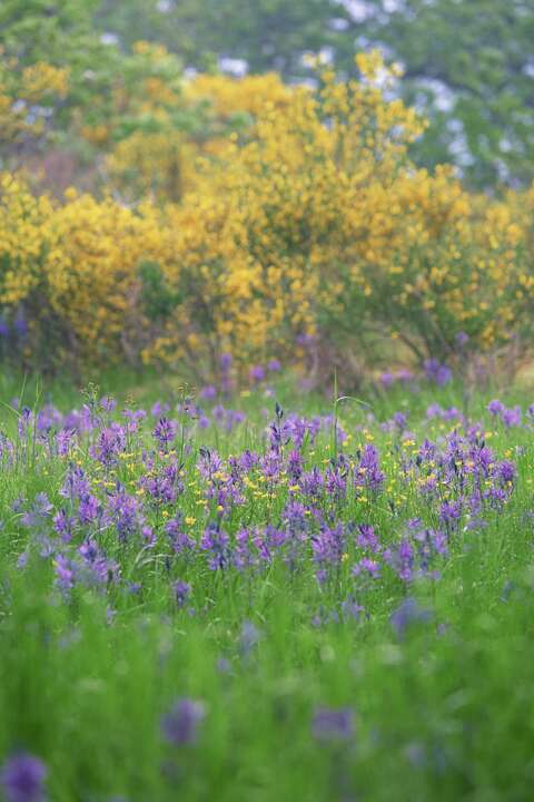 Uses of Scotch Brooms