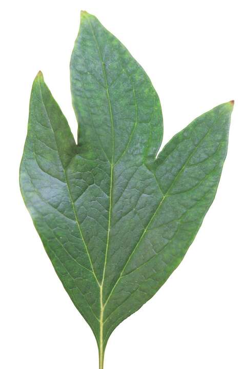 Facts on Sassafras Leaves