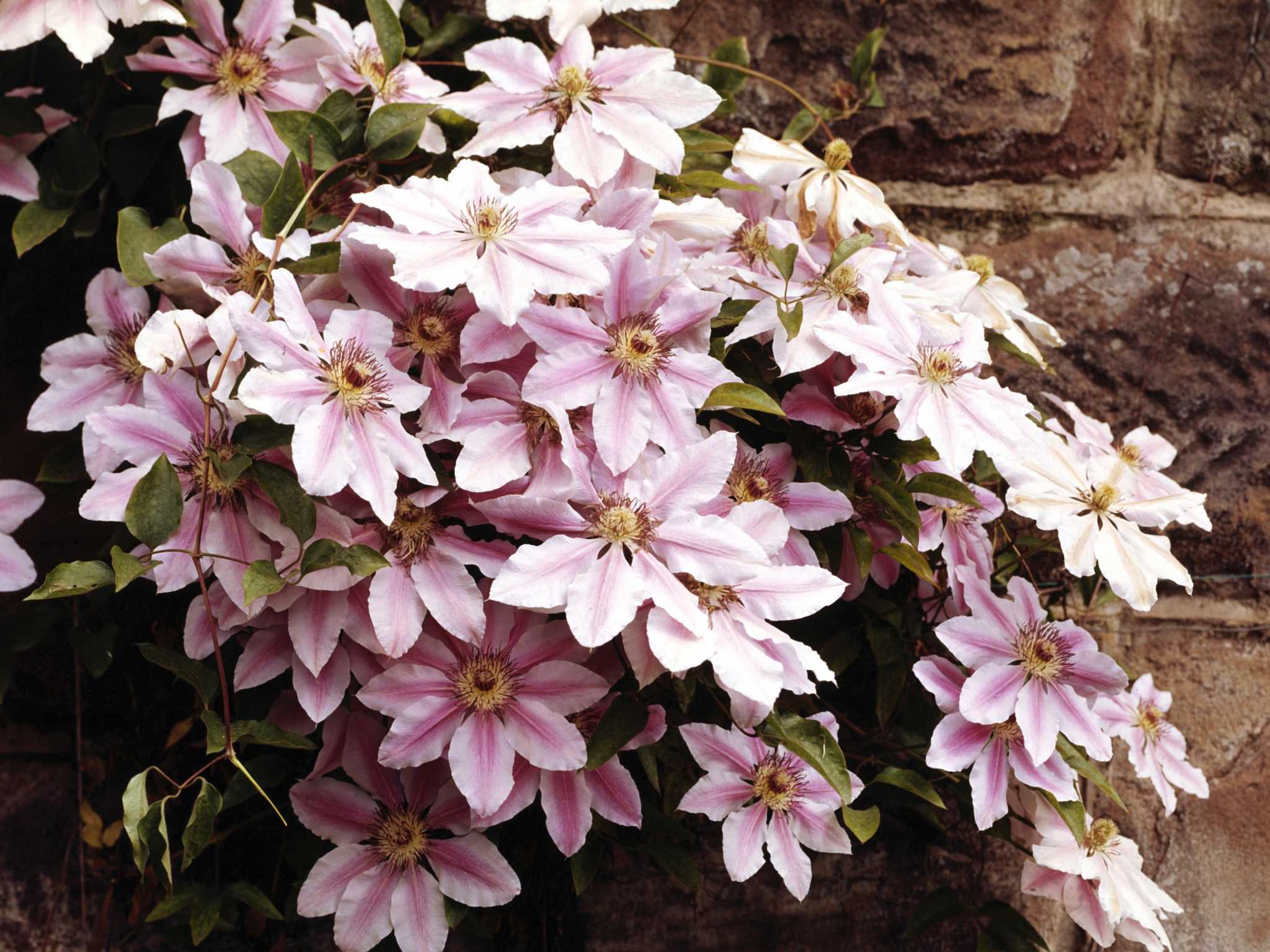 Help for Bugs on Clematis Plants
