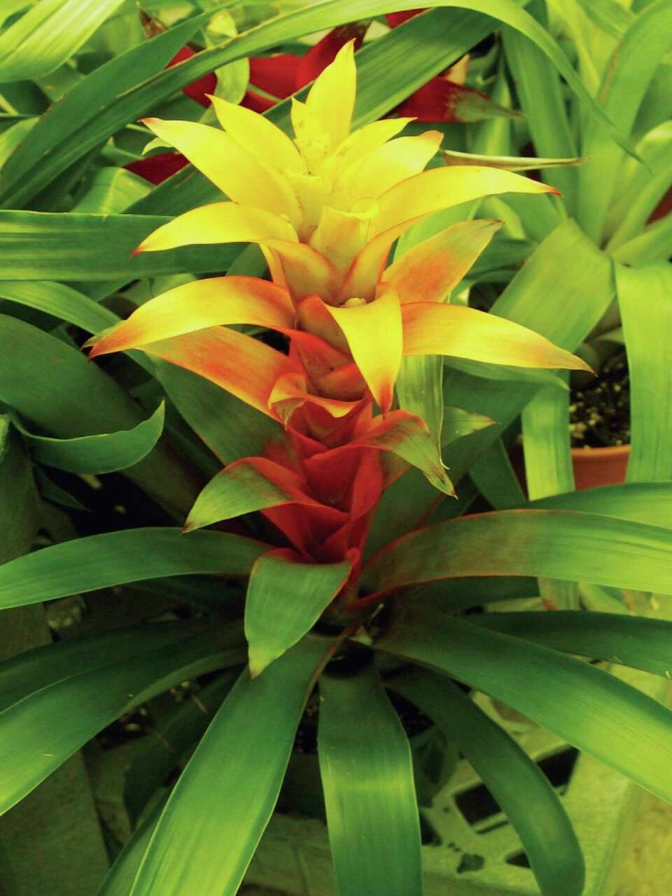Common Bromeliads