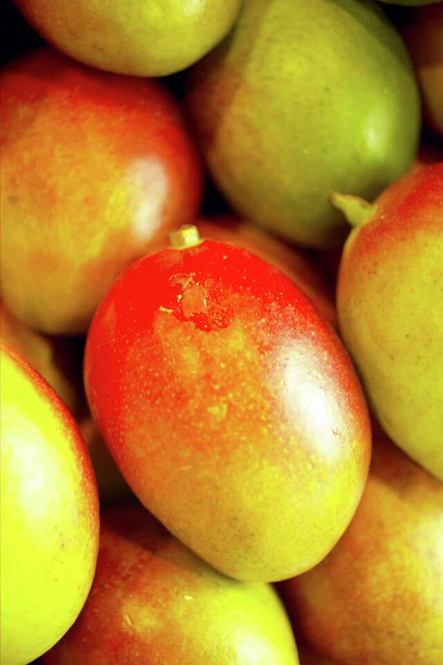 How to Graft Budding Mango