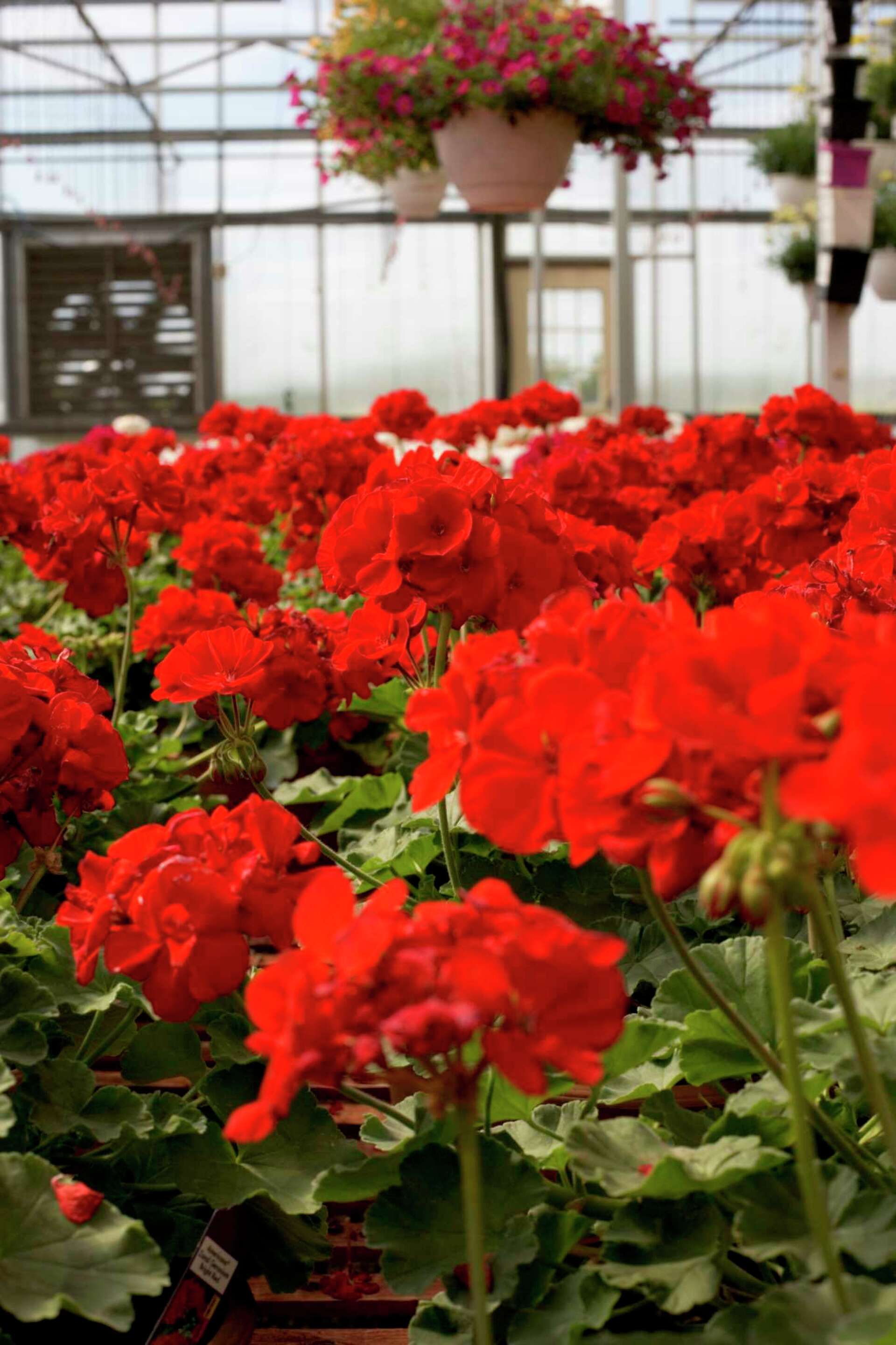 Potting Soil Mix for Geraniums
