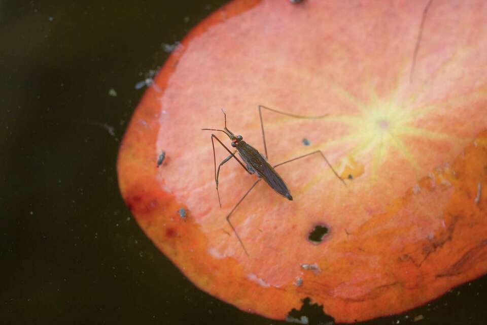 Common Insects in Backyard Ponds