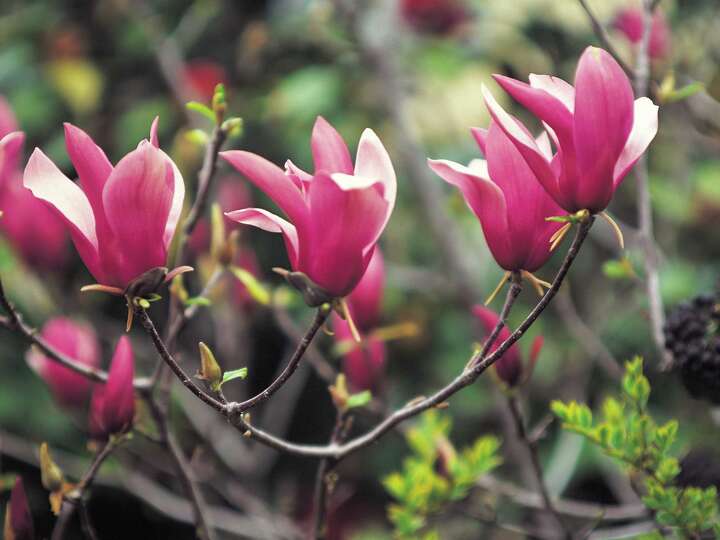 Can I Transplant a Limb From a Magnolia Tree?