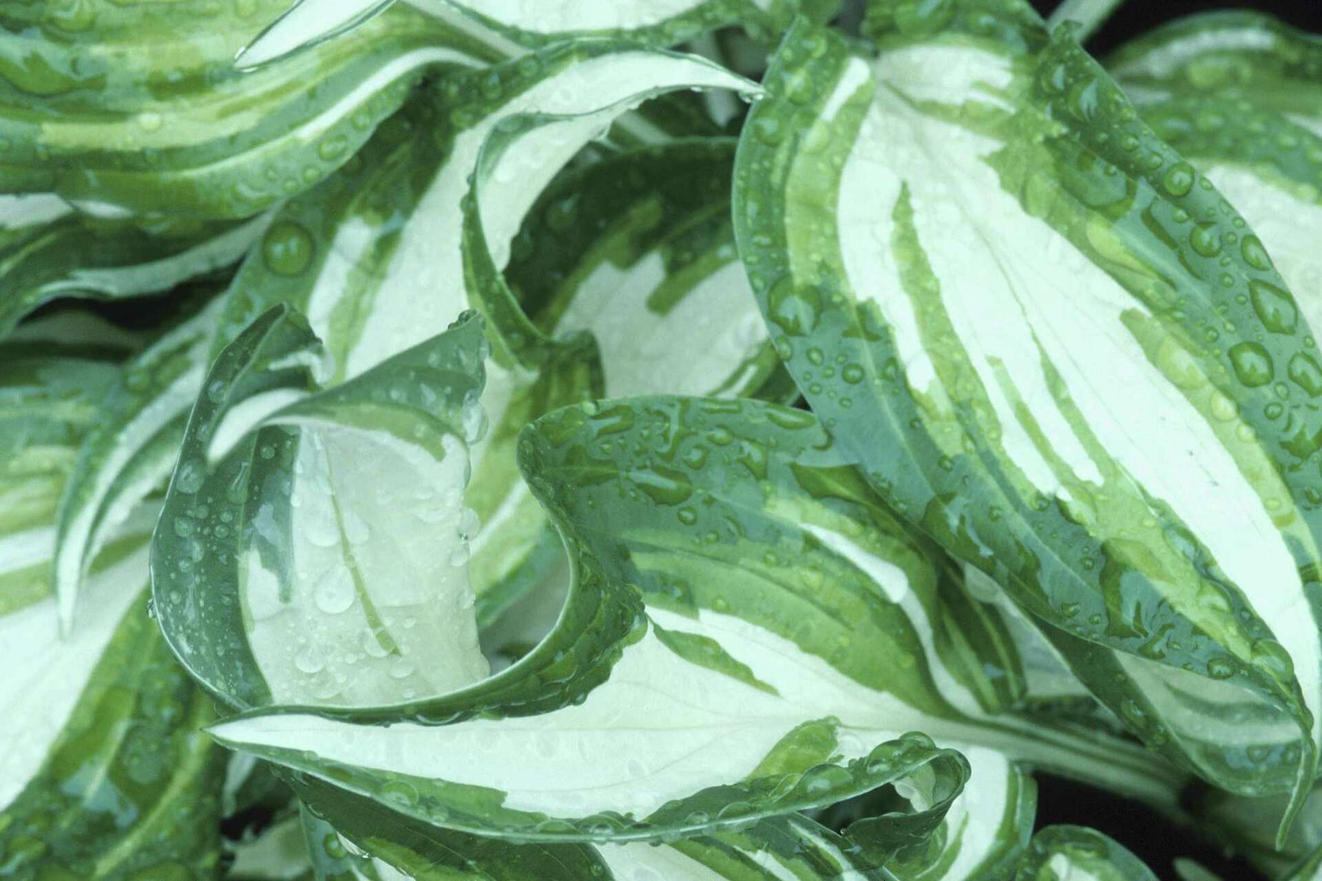 The Common Name for Hosta