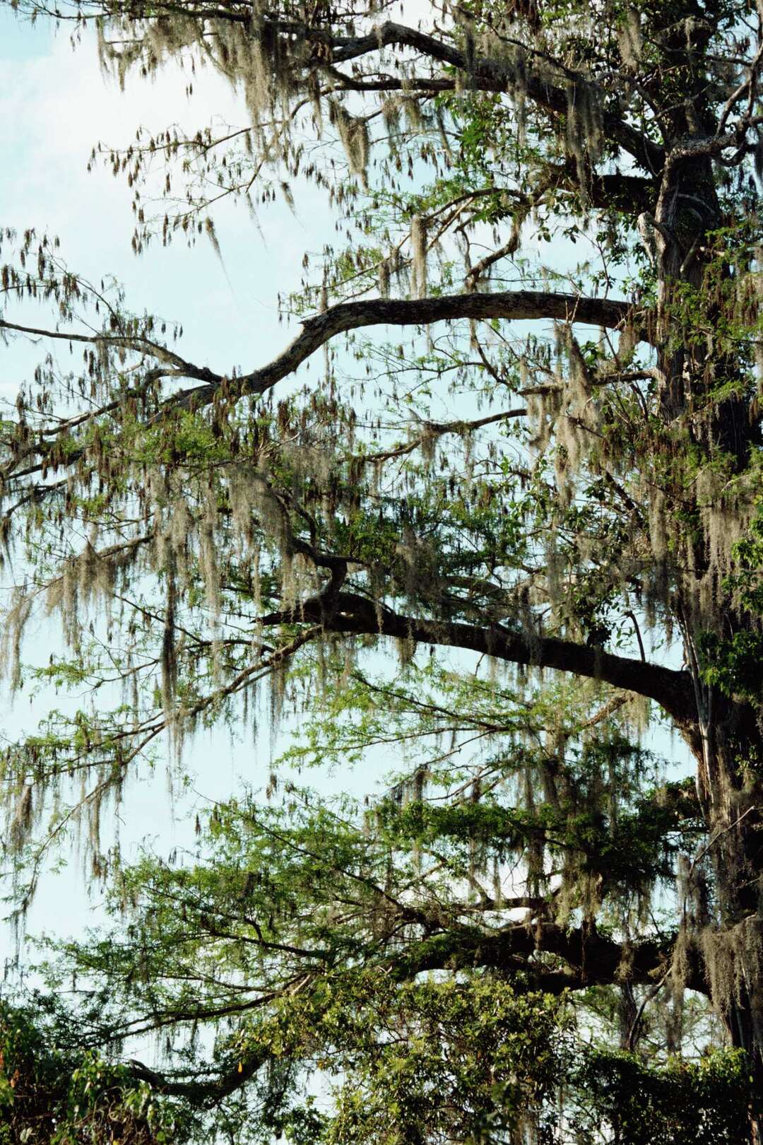 Common Problems With Bald Cypress Trees