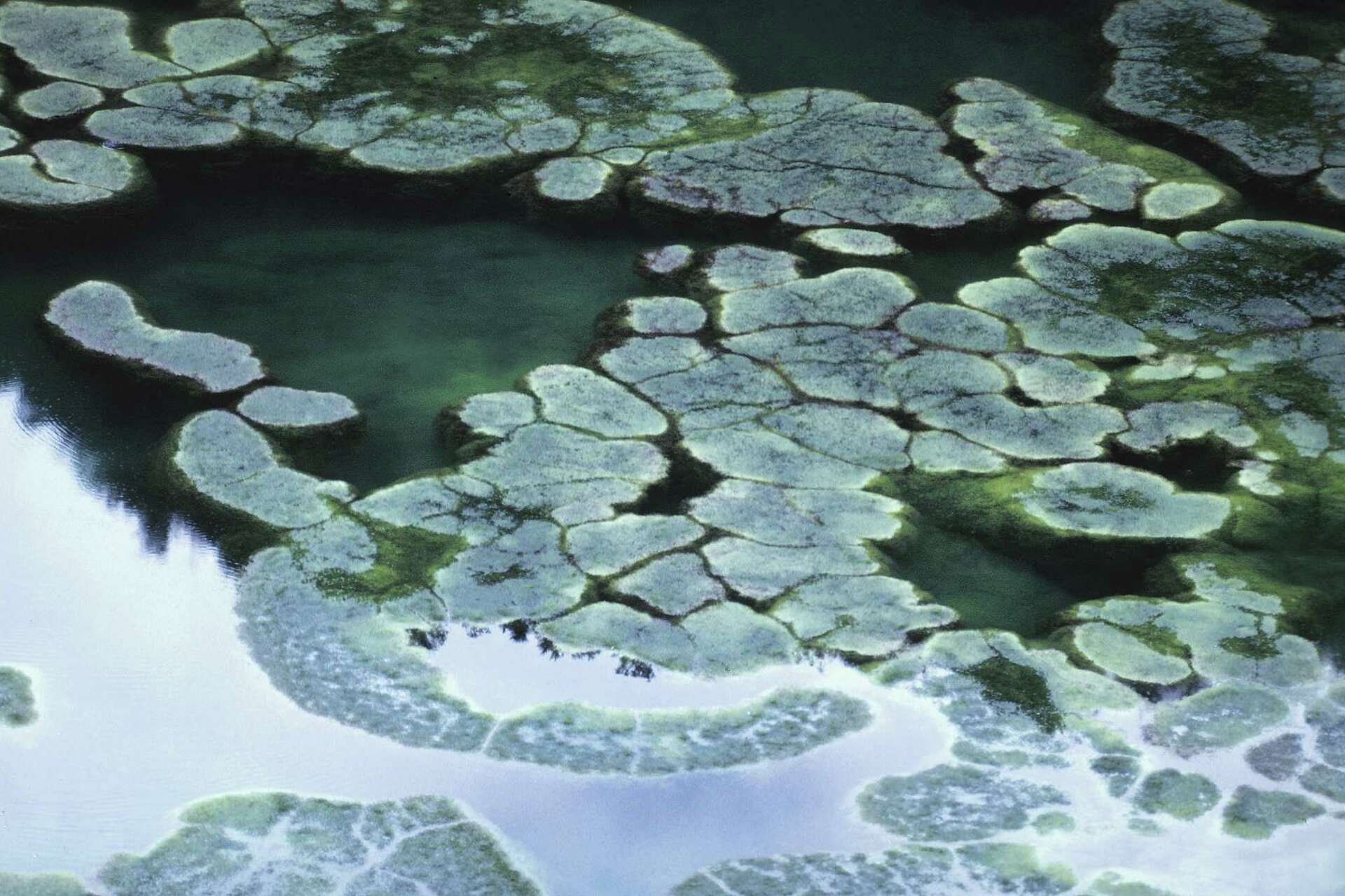 Common Types of Pond Water Algae