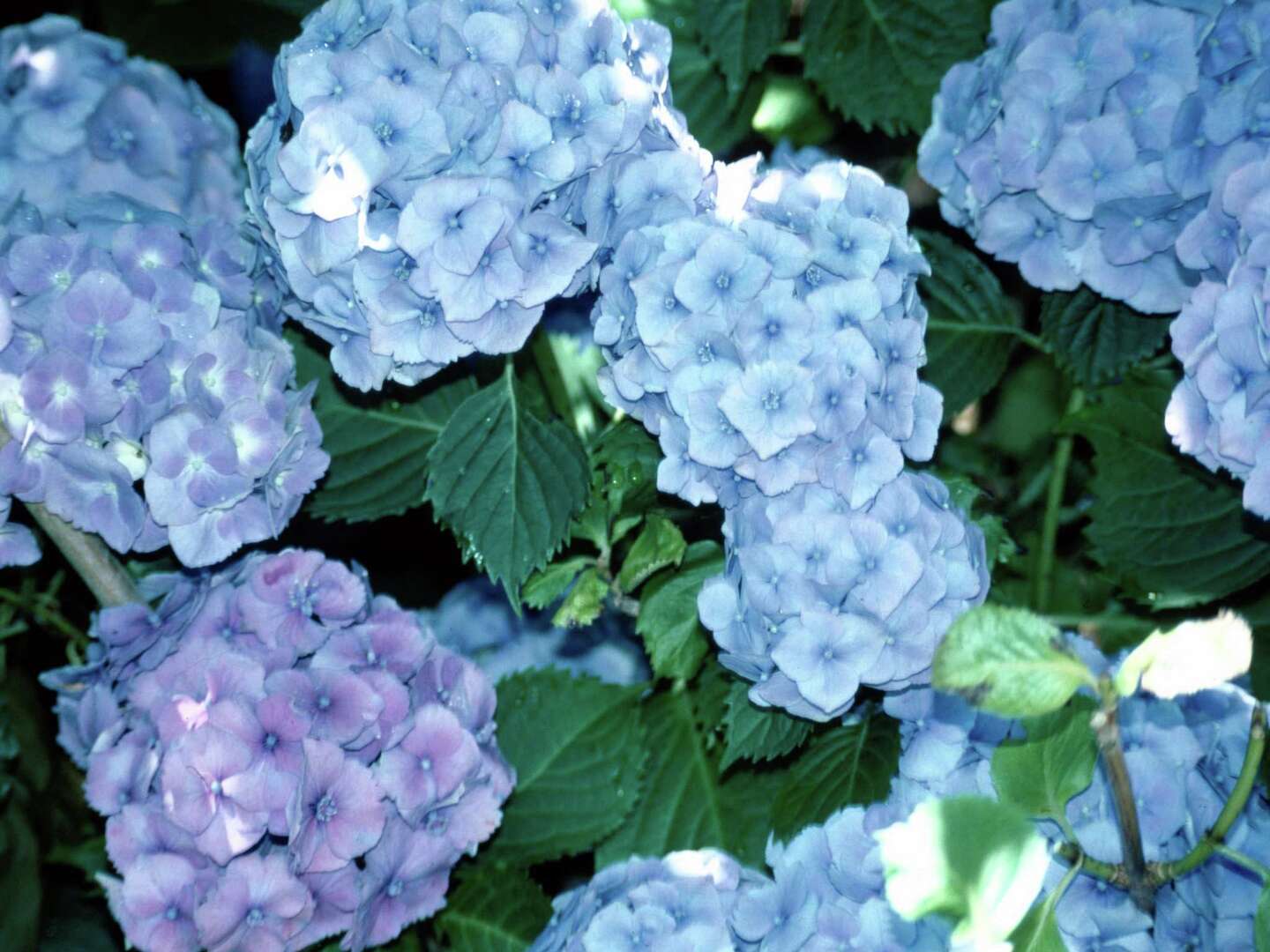 When to Prune French Hydrangea