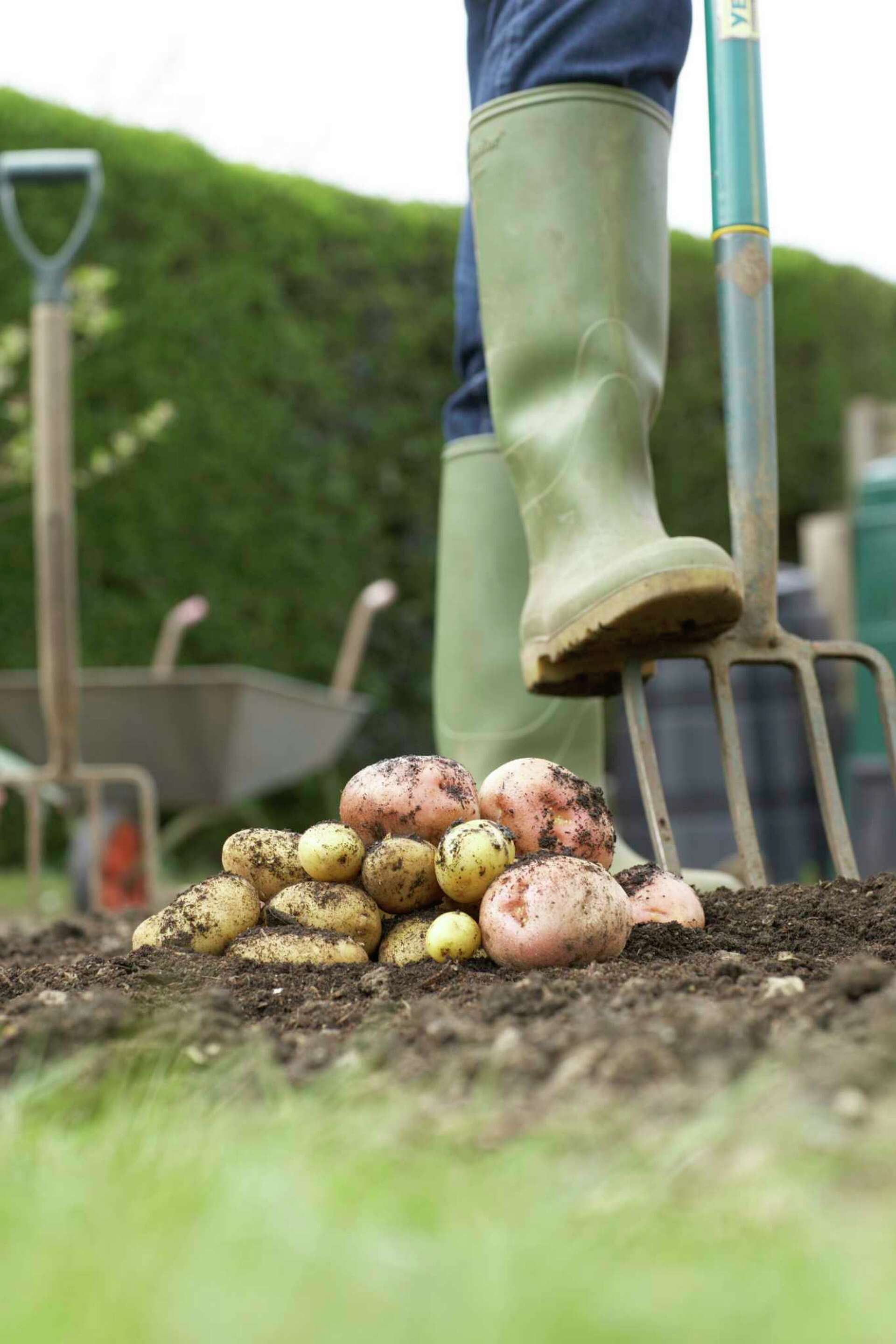 What Are White Bumps on Garden Potatoes?