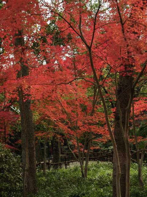 Signs of Root Rot on a Japanese Maple