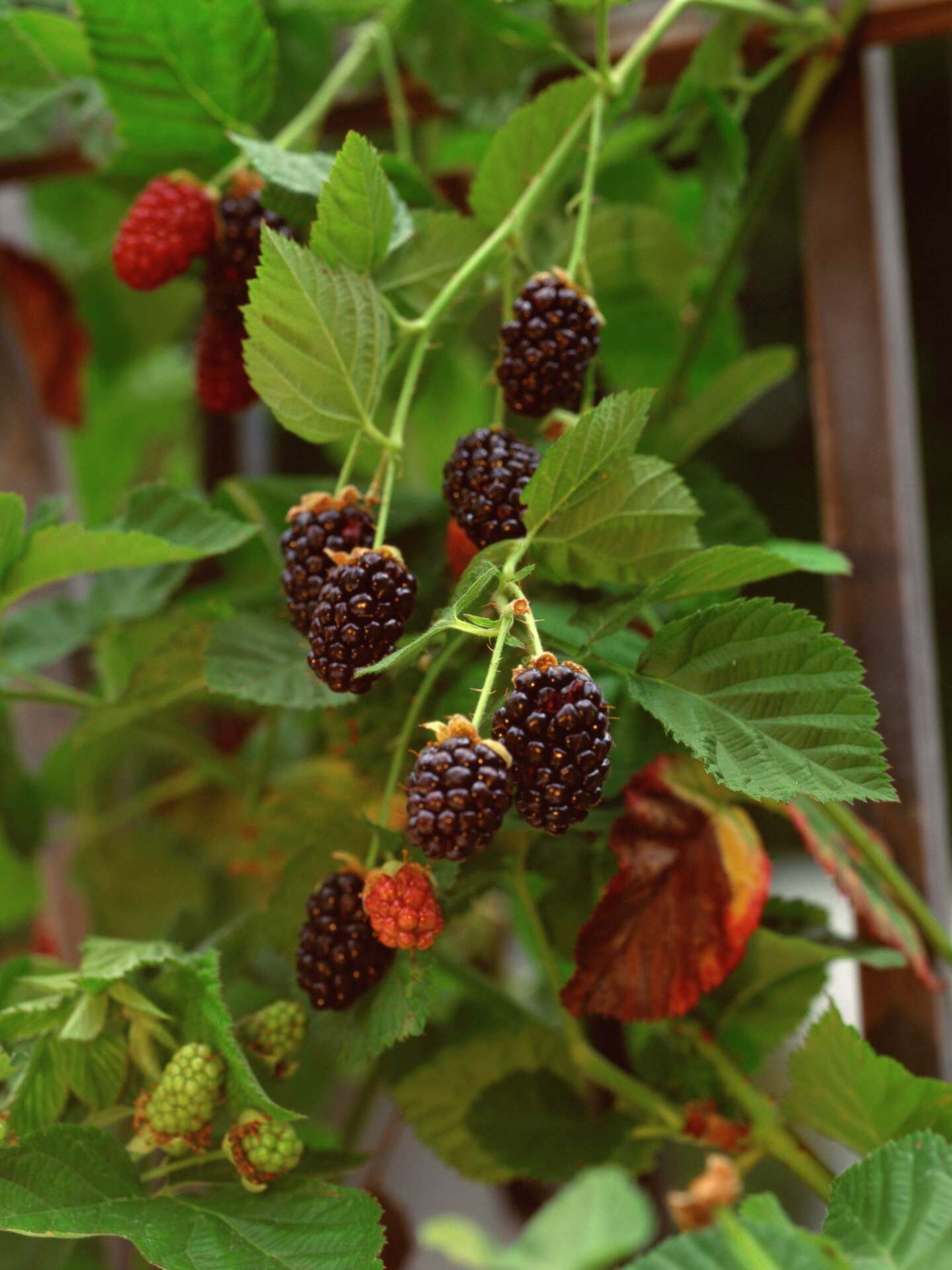 How Far Apart Should Blackberry Plants Be Planted?