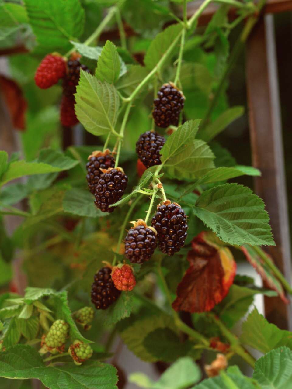 How to Get Starts From Your Own Blackberry Plants
