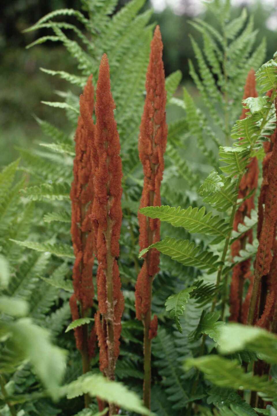 How to Grow a Cinnamon Fern