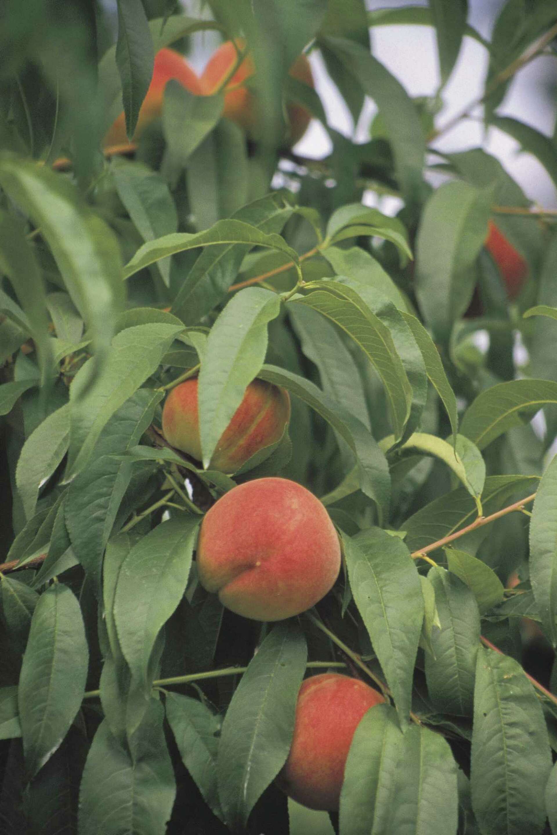Elberta Peach Trees & Pollination