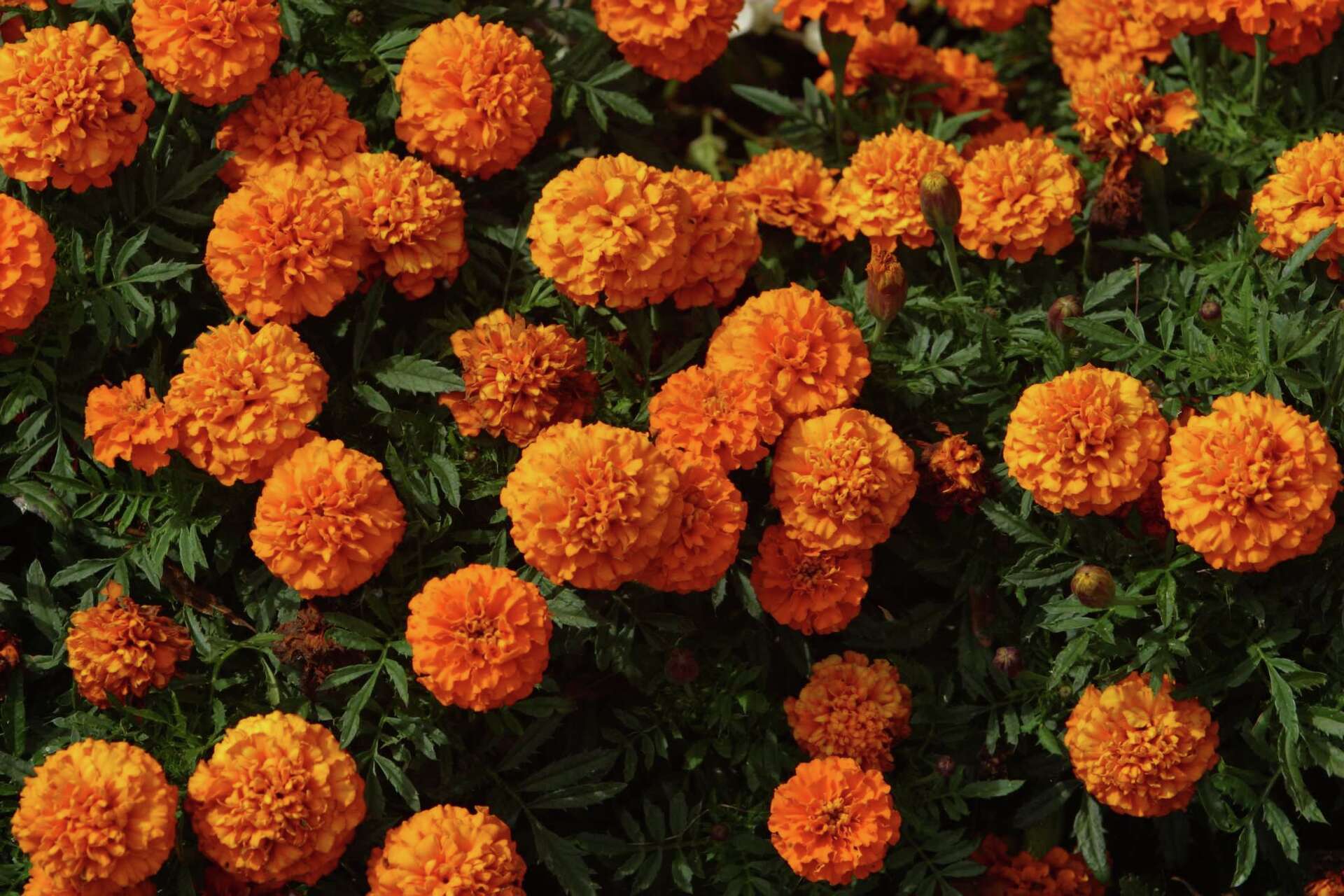How to Control Pests & Disease for Marigolds