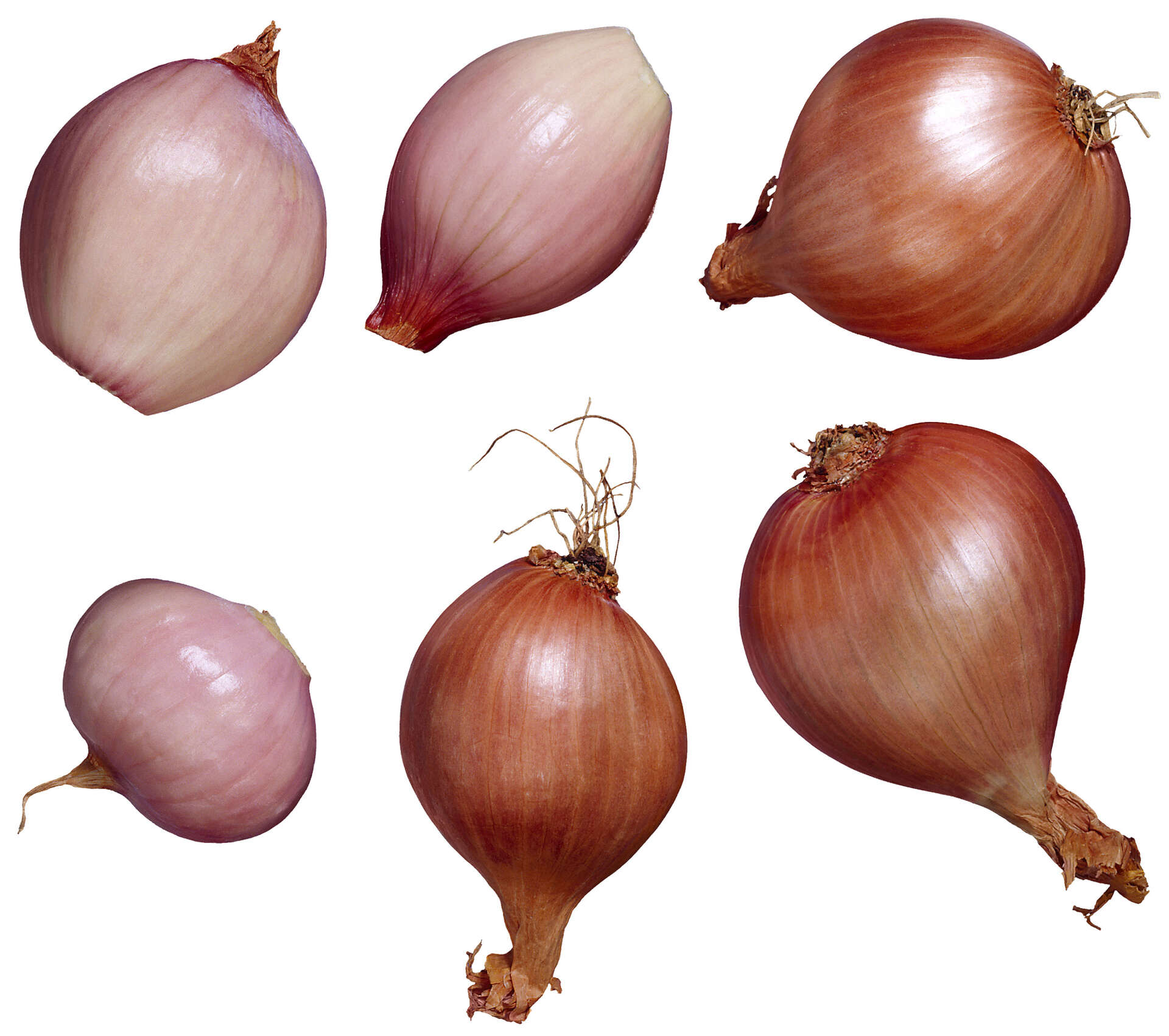 Companions for Planting With Shallots