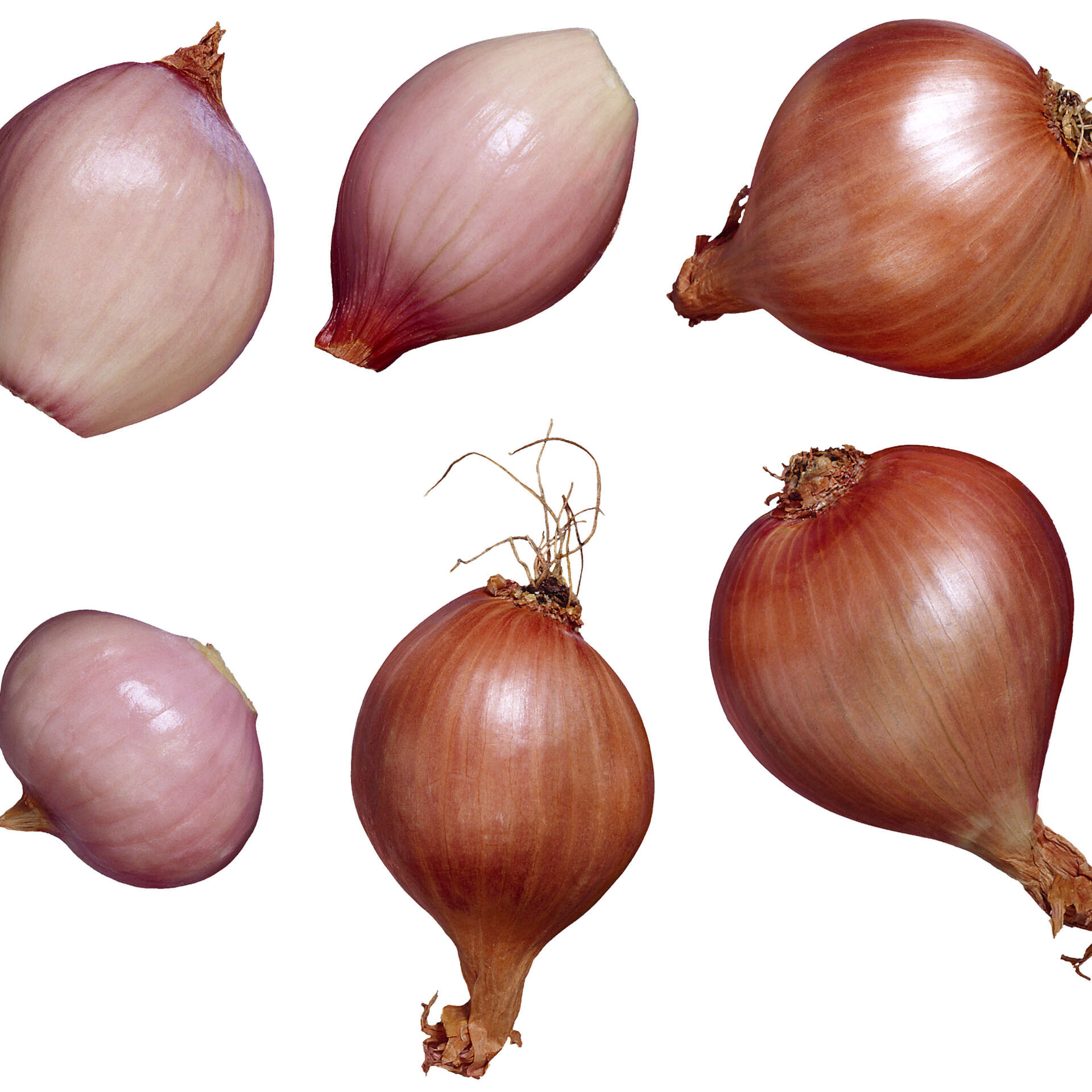 Companions for Planting With Shallots