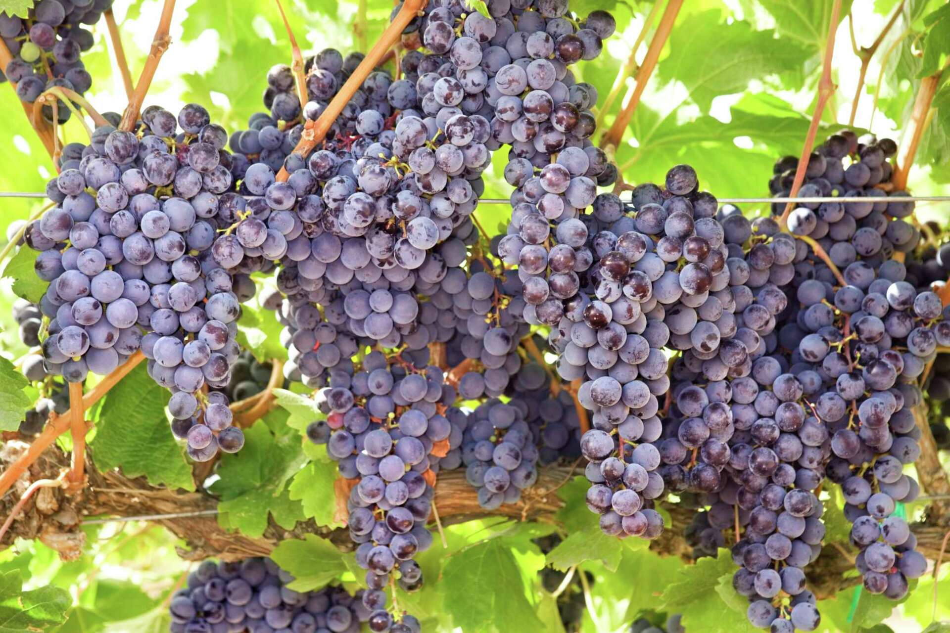 Grapevine Pests & Their Management