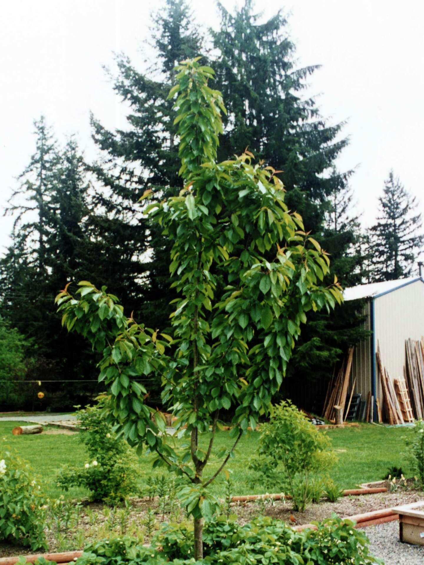 The Best Pollinators for a Black Tartarian Cherry Tree