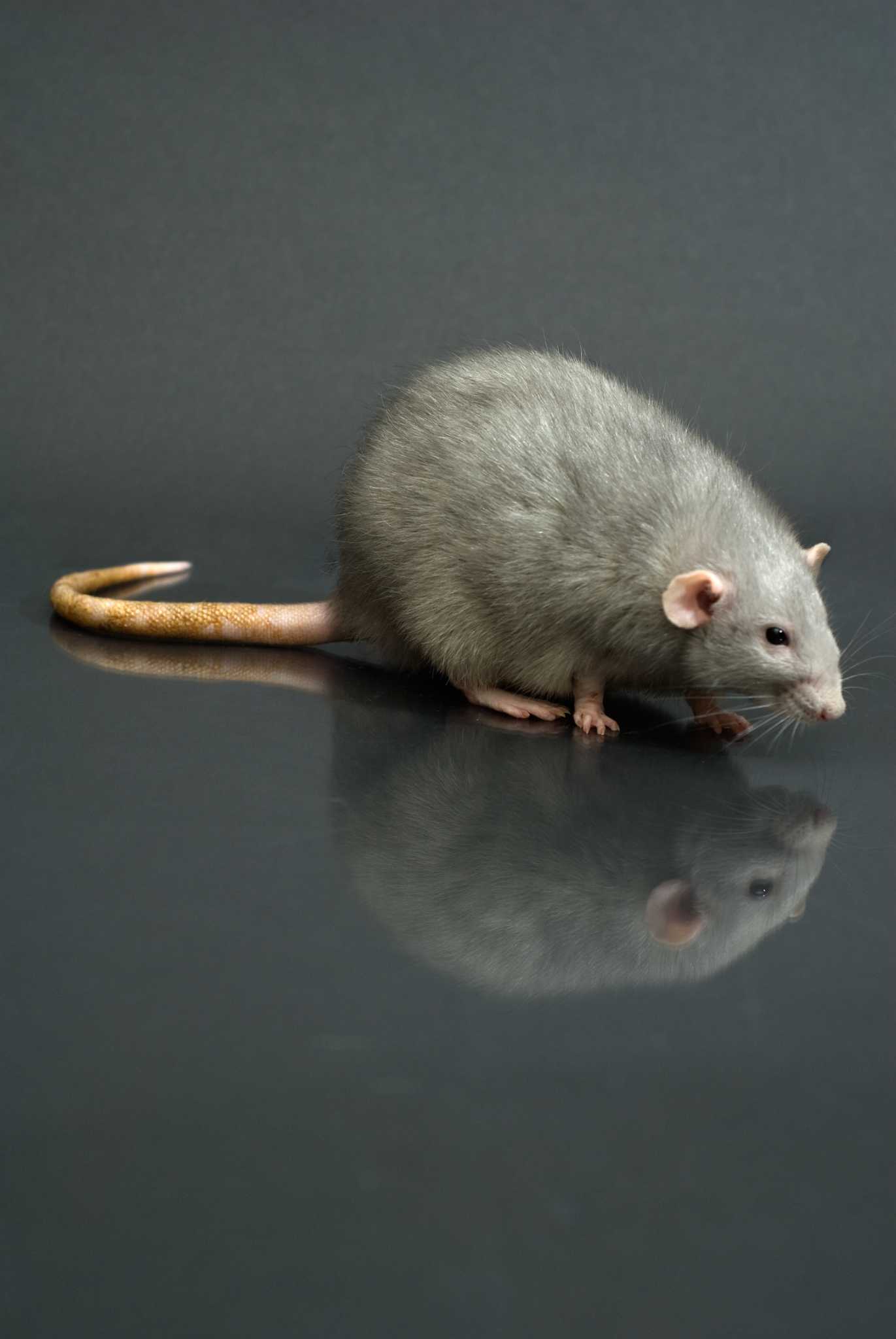 How to Know if You Have Rats in the Ceiling in an Apartment Building