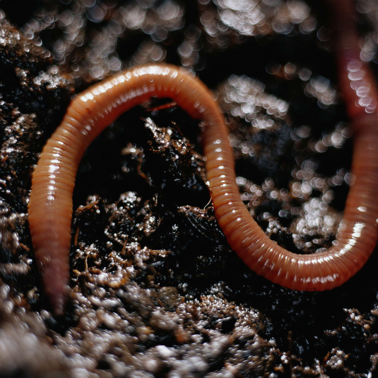 Do Worms Prefer Dry Soil or Wet Soil?