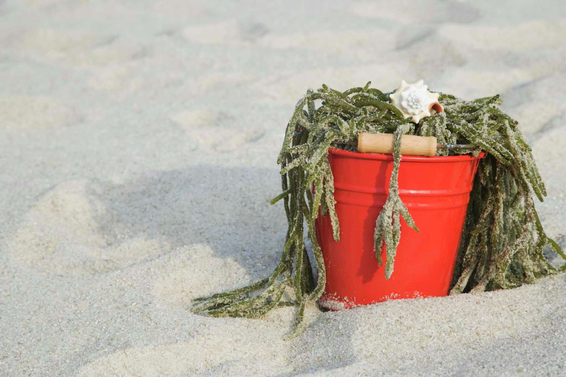 How to Compost Seaweed