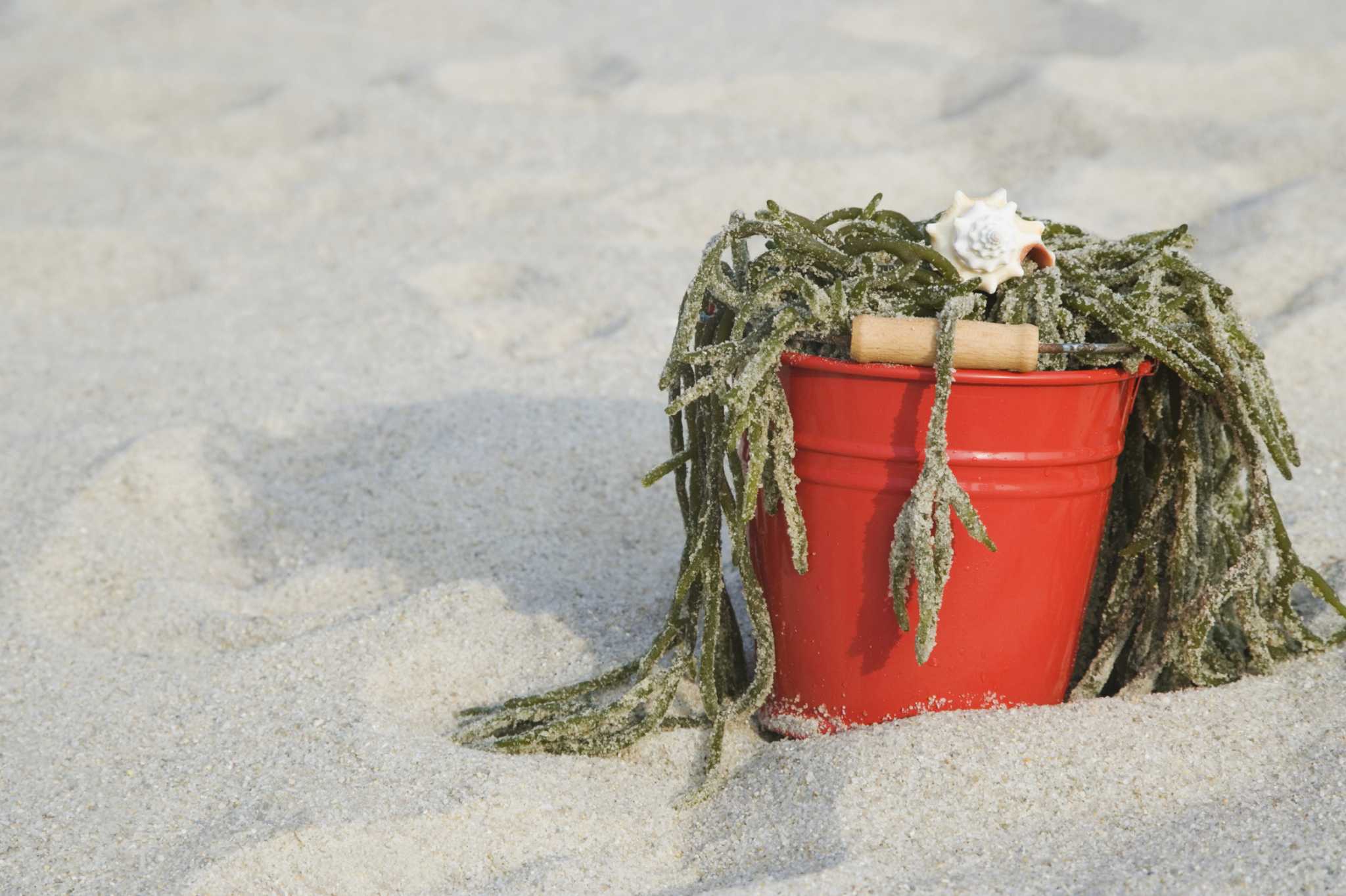 How to Compost Seaweed