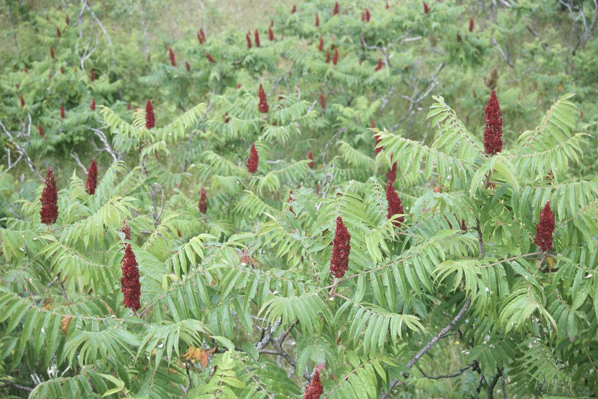 How to Transplant Staghorn Sumac