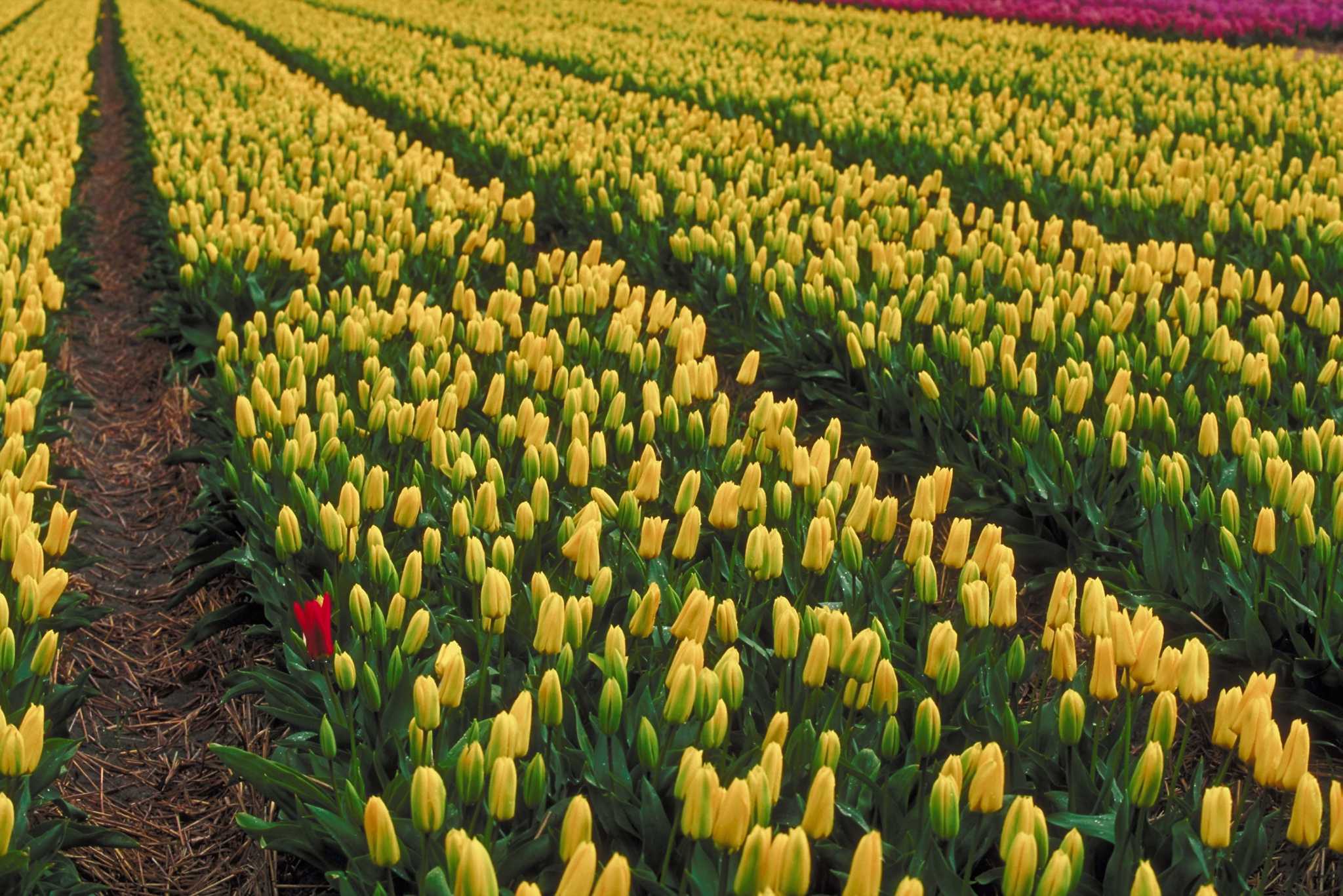 How to Compost Underground