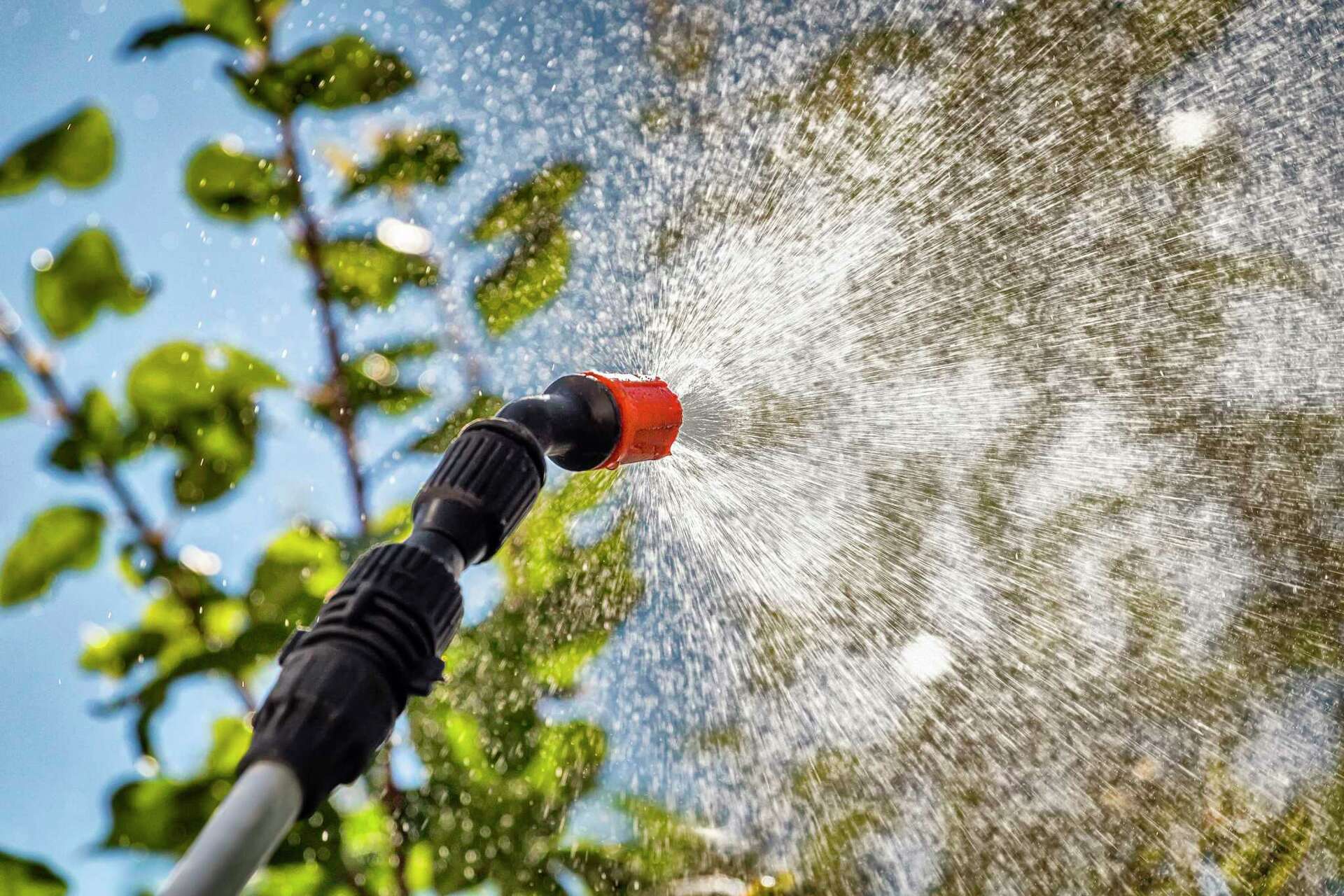 Concentration of Roundup to Kill Trees