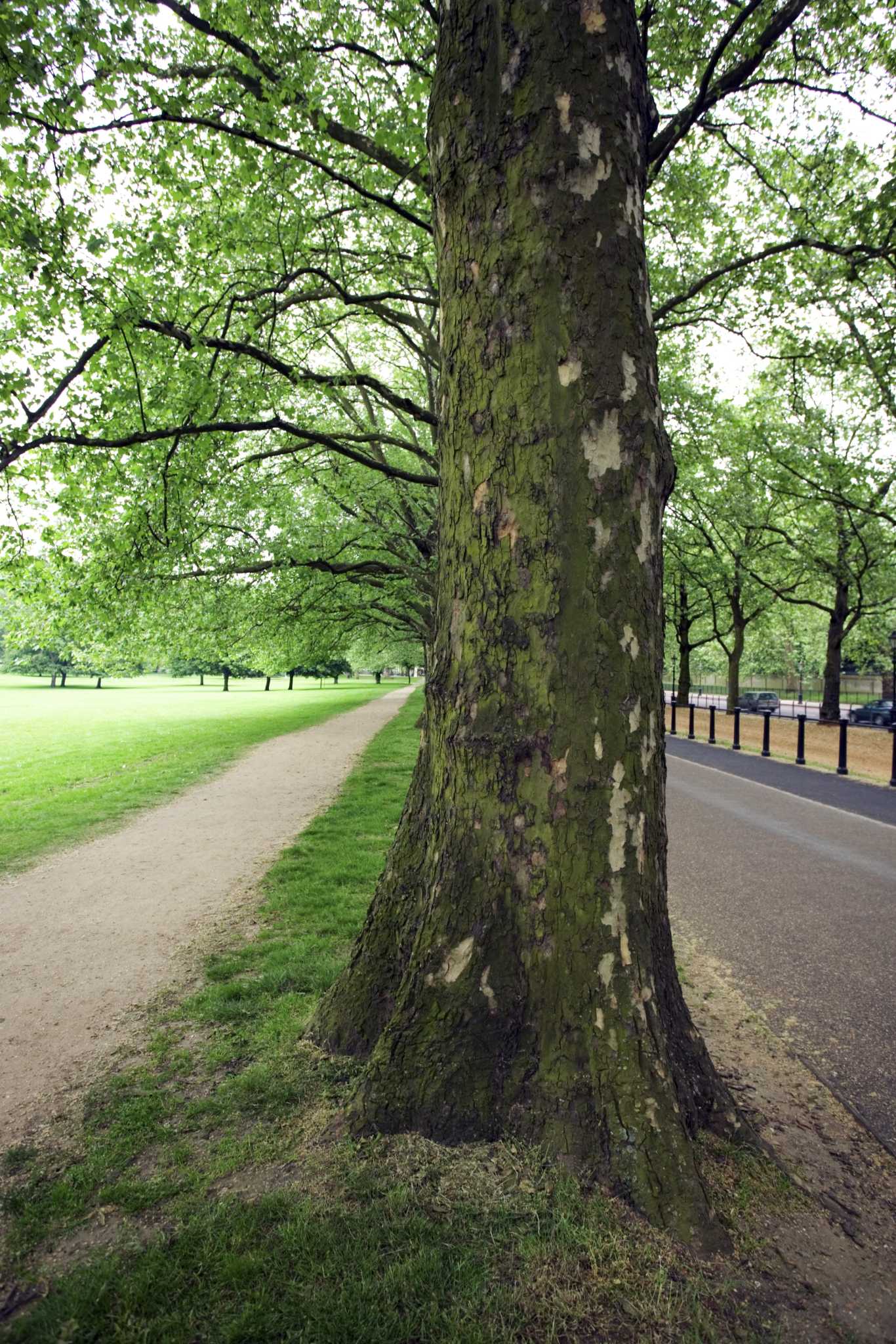 Concrete Around Trees
