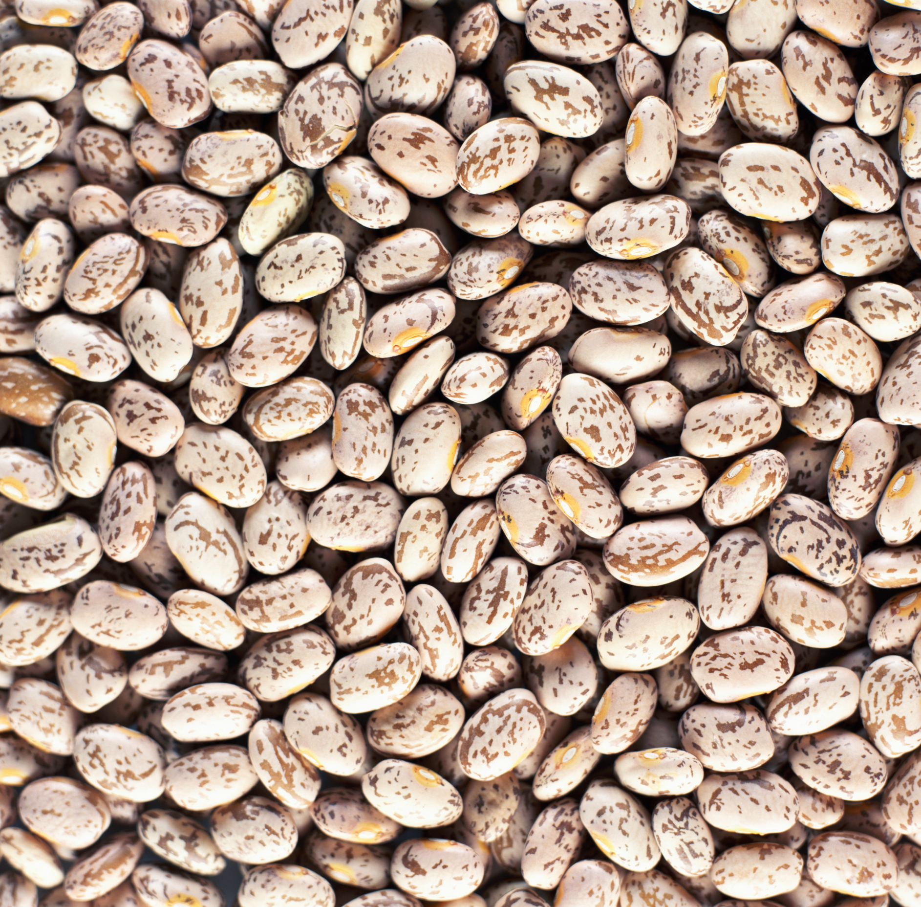 Can Pinto Beans Be Grown in a Container?