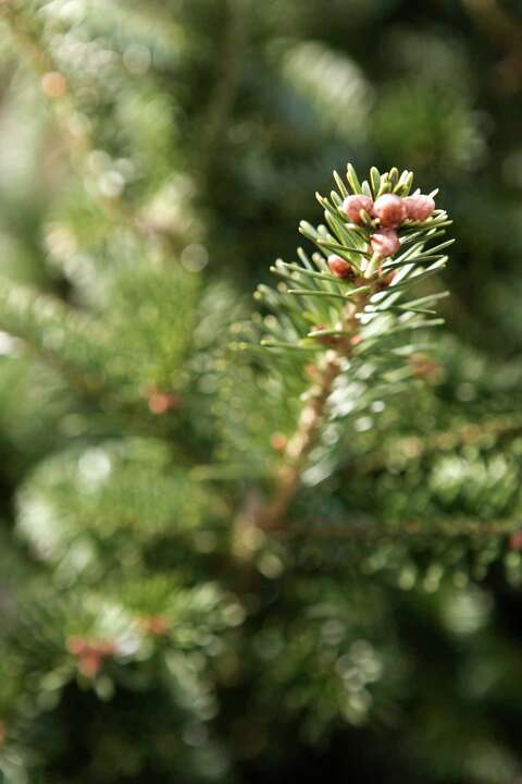 What Is a Conk in a Fir Tree?