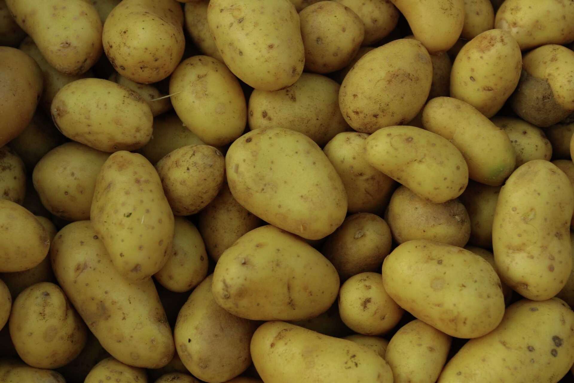 Potato Cloning