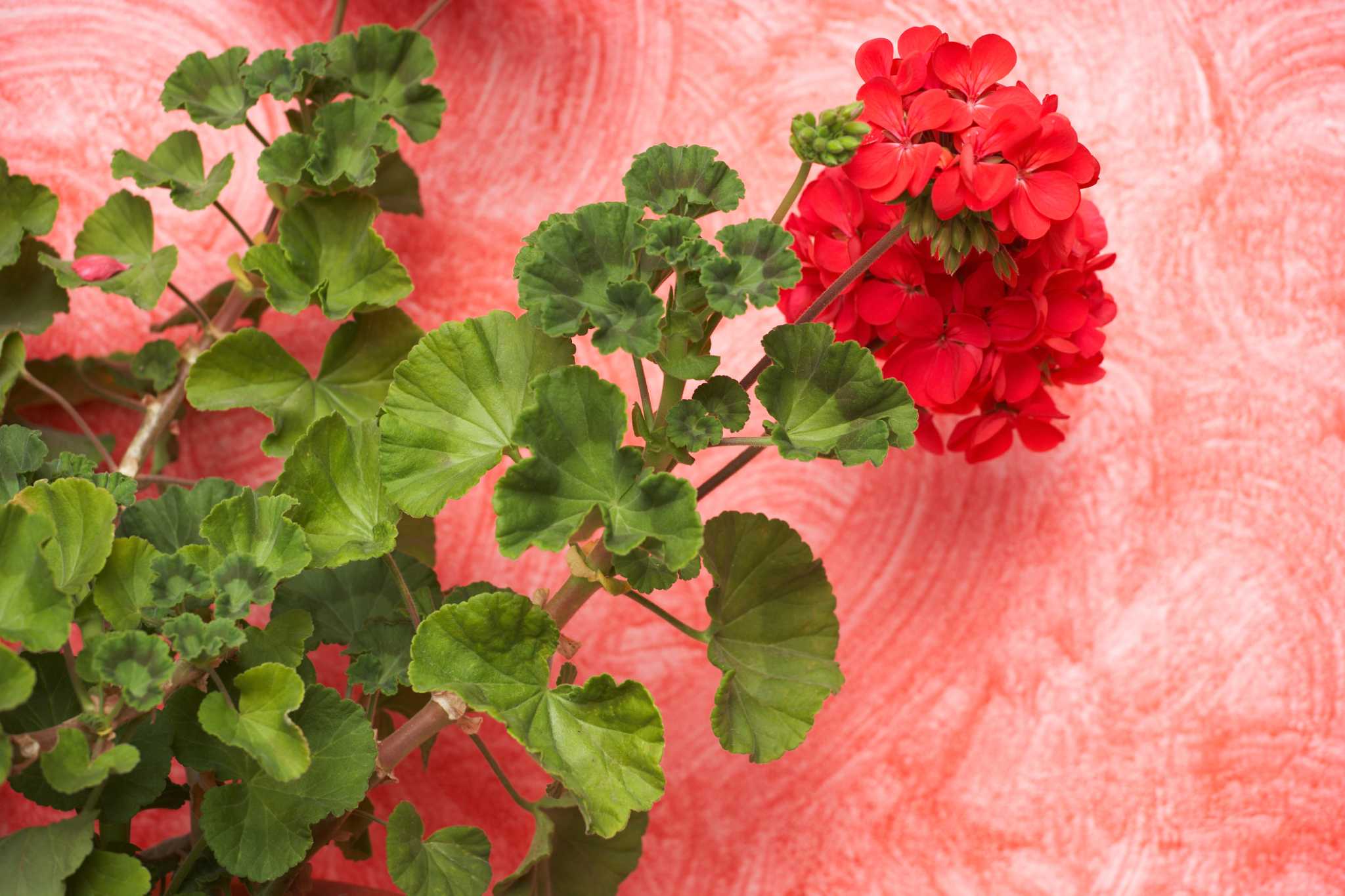 Double-Bloom Geranium Plants