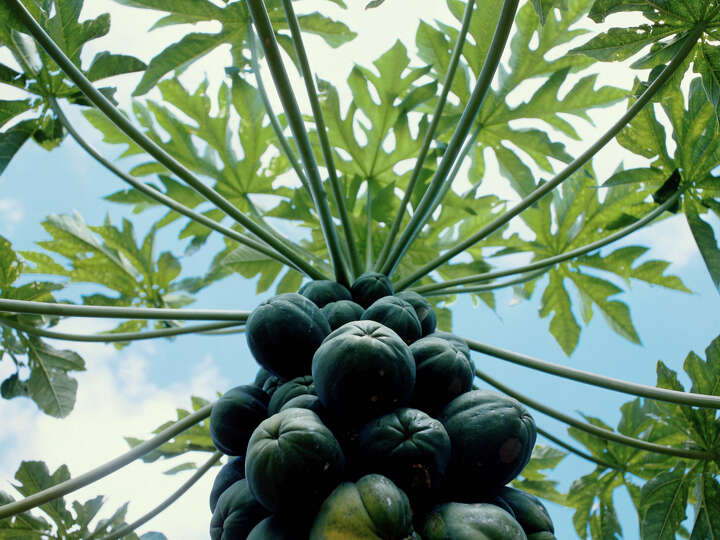 Papaya Varieties