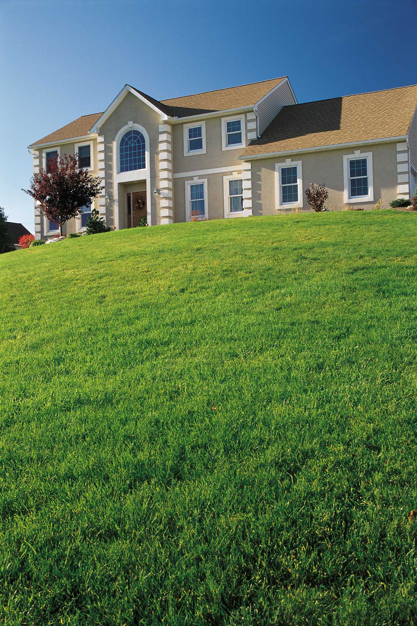 Is Thatch Bad for Your Lawn?