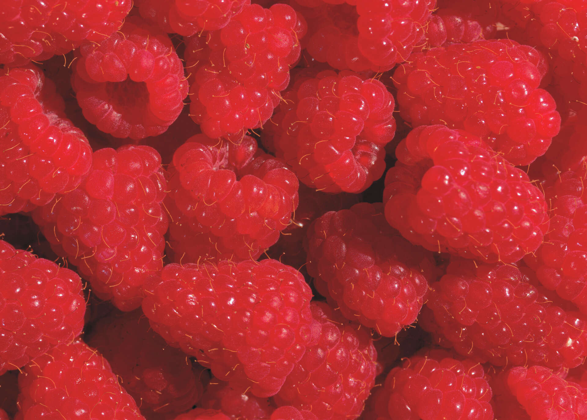 How to Control Bugs & Worms in Raspberries