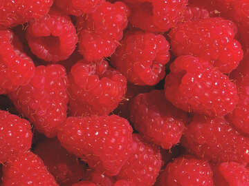 How to Control Bugs & Worms in Raspberries