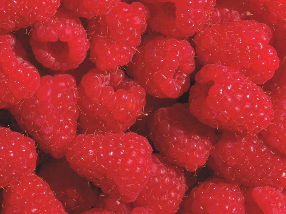 How to Control Bugs & Worms in Raspberries