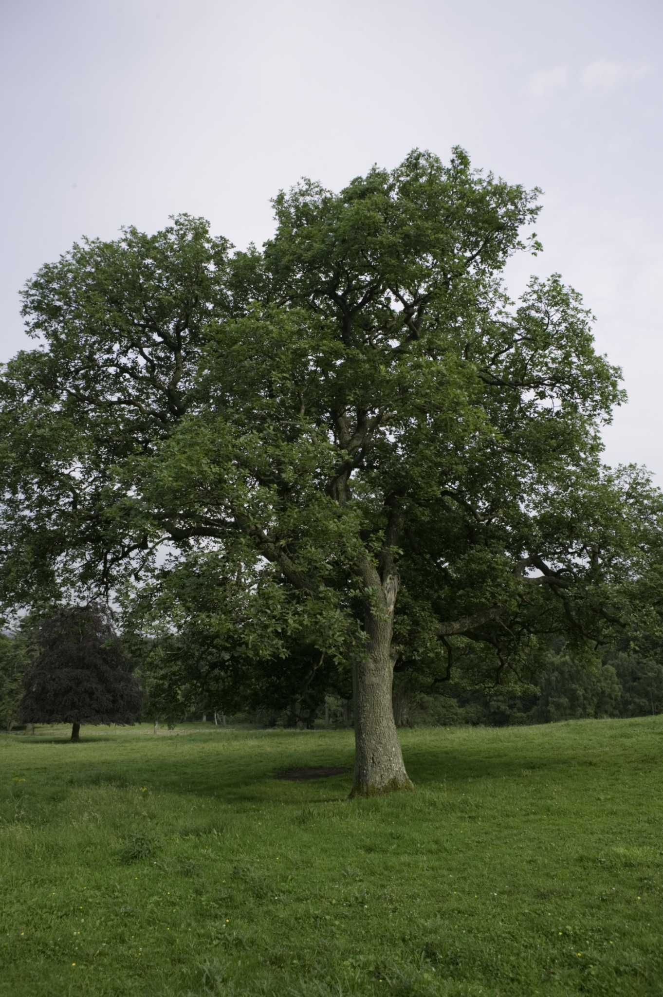 How to Control Chinese Tallow Trees