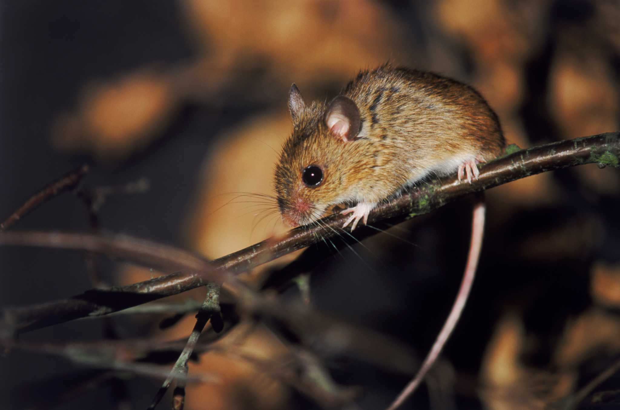 How to Get Rid of Mice Outside in Your Garden