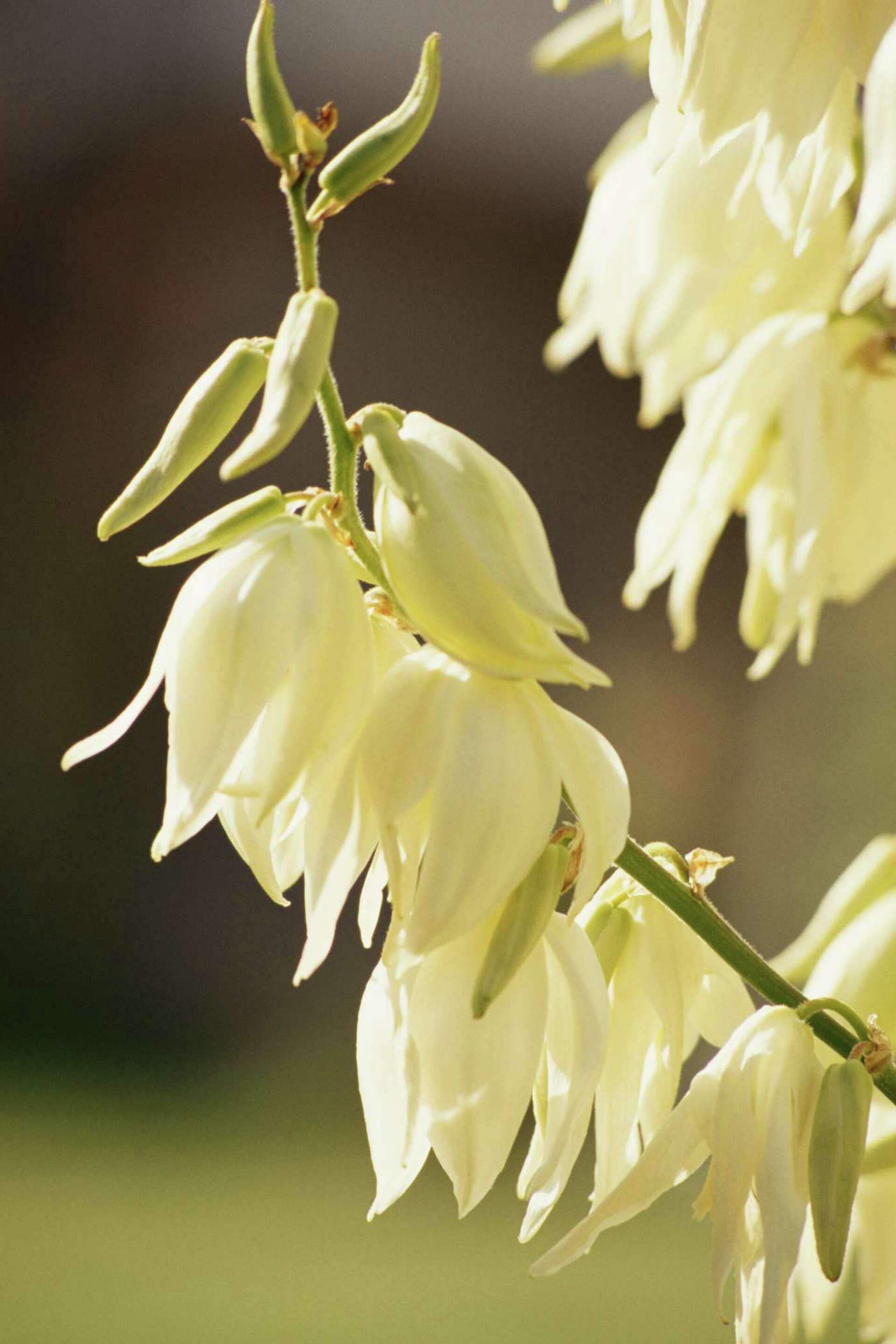 Yucca for Coastal Planting